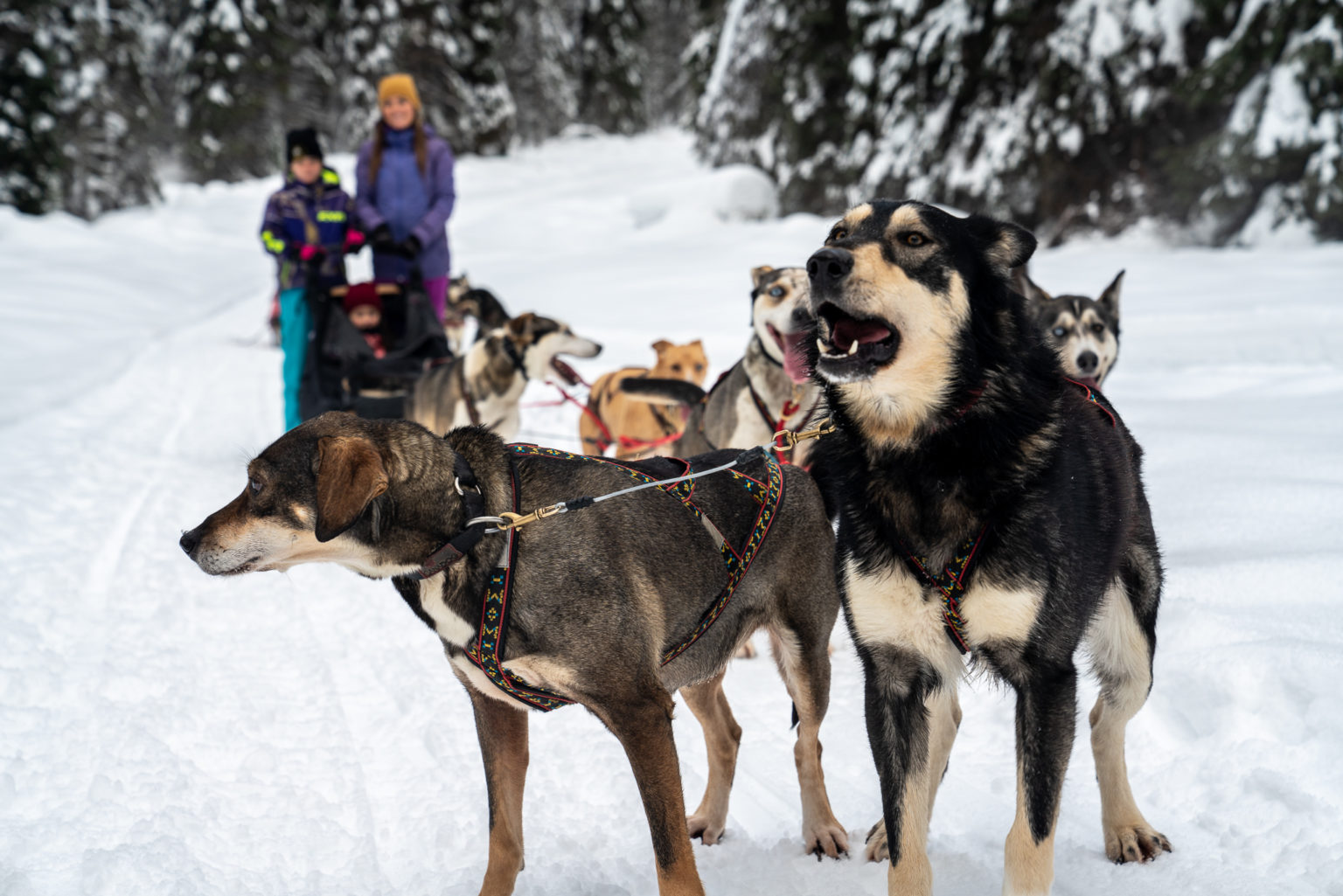 Explore Our Seasons - Snow - Land - Tourism Valemount